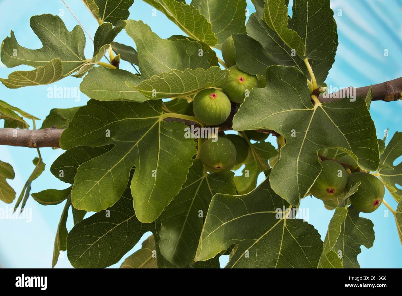 Figs (ficus carica)on a branch against water background Stock Photo - Alamy