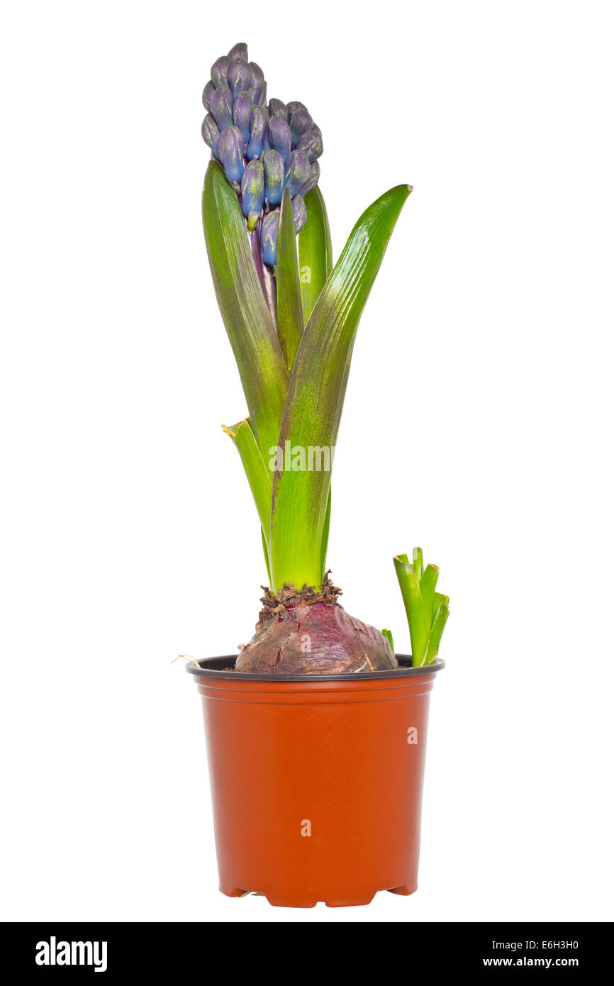Hyacinth in flower pot Stock Photo - Alamy