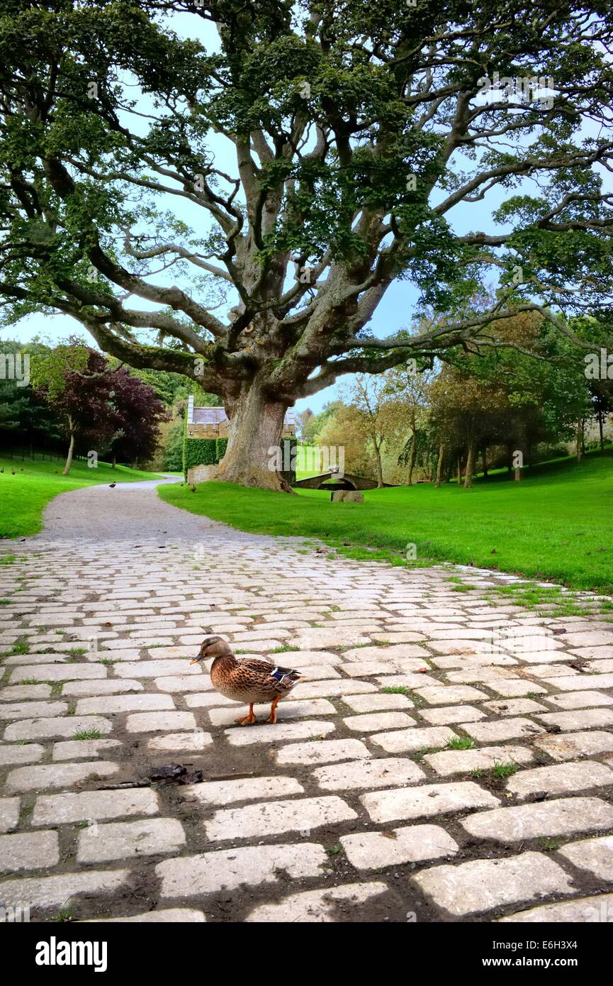 Walking across the Road Stock Photo - Alamy