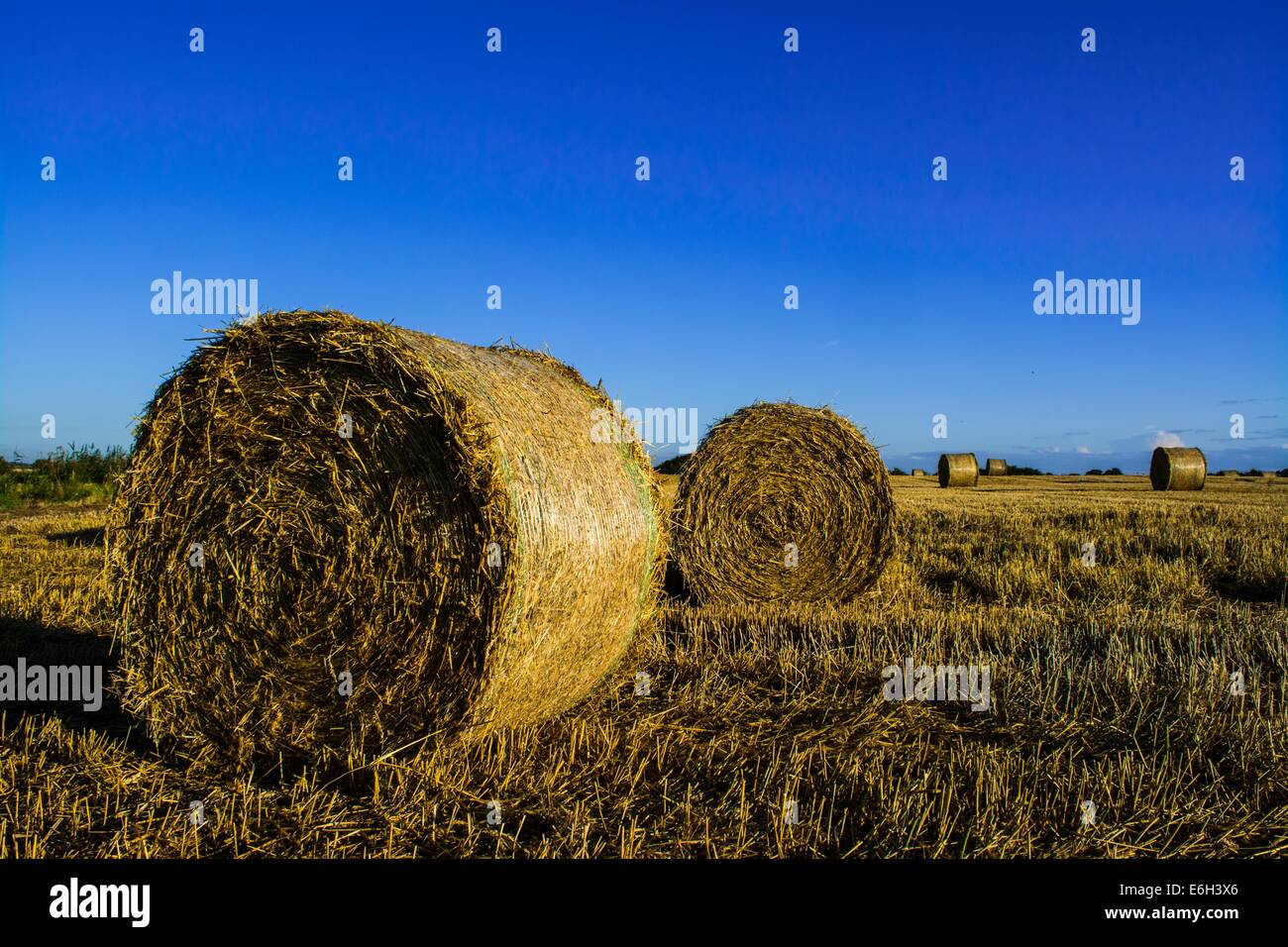 Round straw bales Stock Photo - Alamy