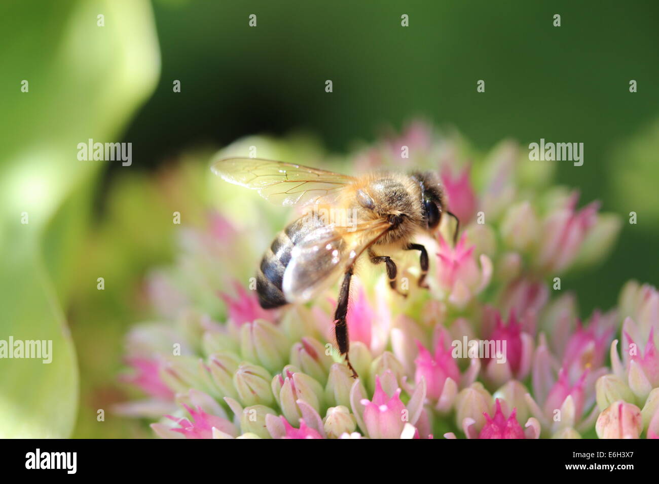 Close Up Honey-Bee Stock Photo - Alamy
