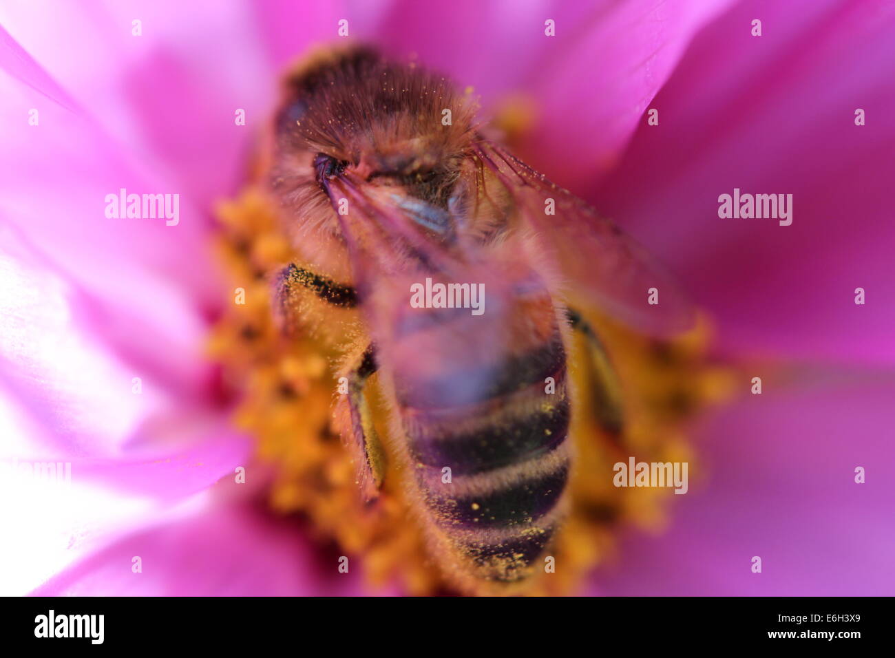 Close Up Honey-Bee Stock Photo - Alamy