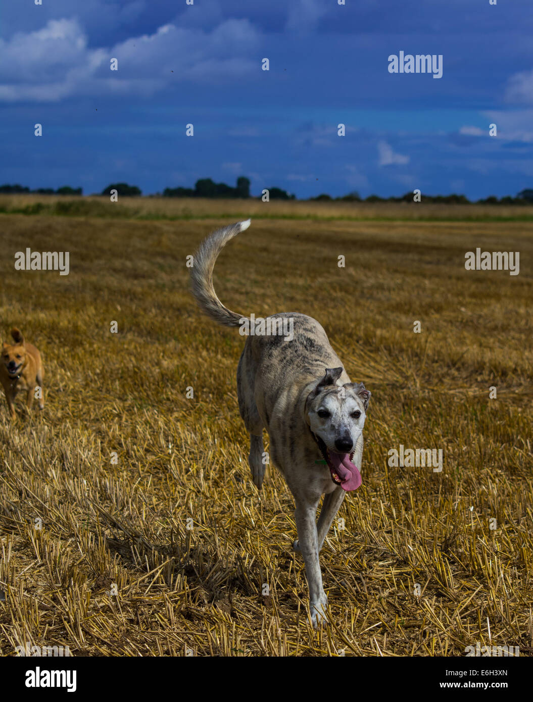 Two dogs run hi-res stock photography and images - Alamy