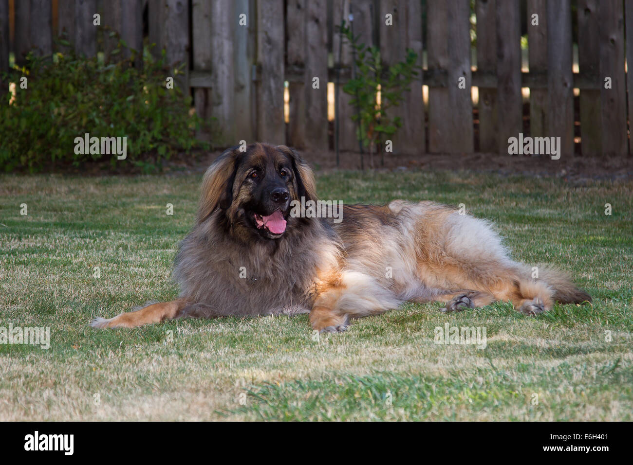 A leonberger is a gentle giant of a dog. Here laying in the backyard is ...