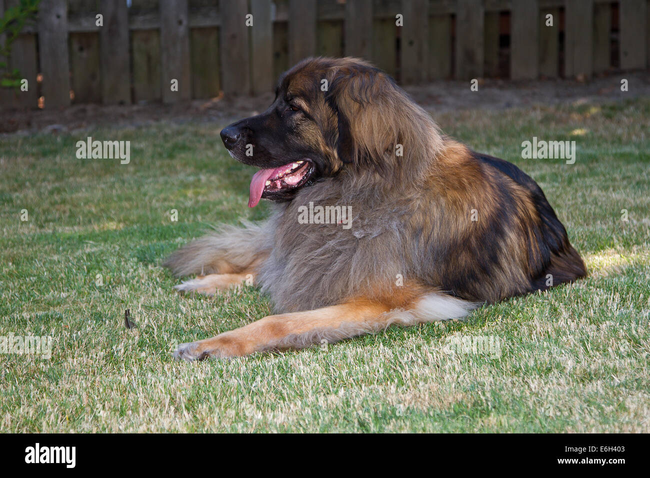 A leonberger is a gentle giant of a dog. Here laying in the backyard is ...