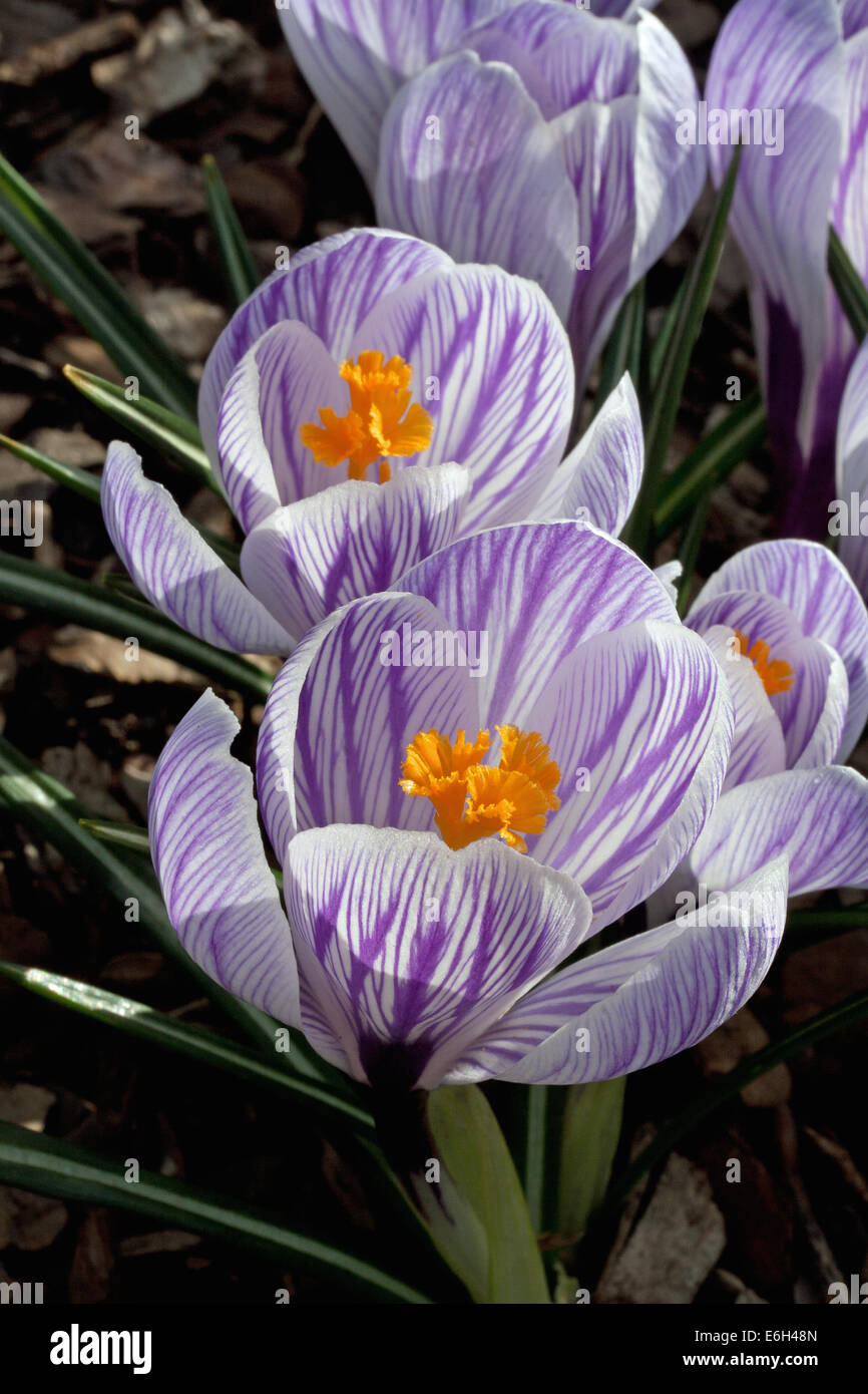 Pickwick crocus hi-res stock photography and images - Alamy