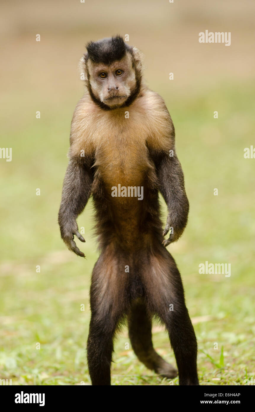 The black-horned capuchin, Sapajus nigritus, a.k.a black capuchin ...