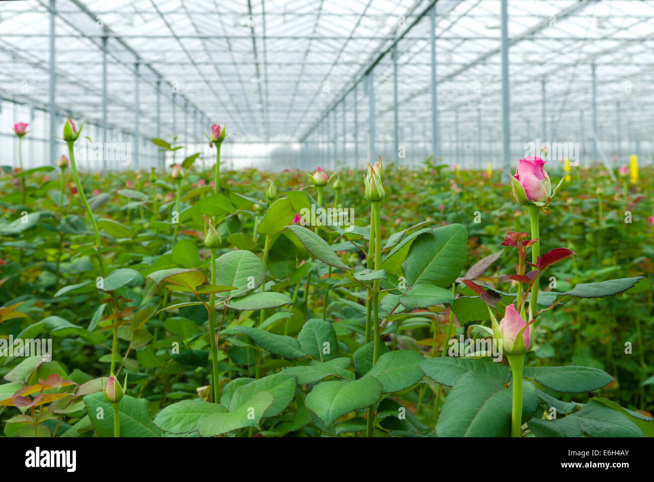 cultivation of roses in a greenhouse in Klazienaveen, netherlands Stock ...