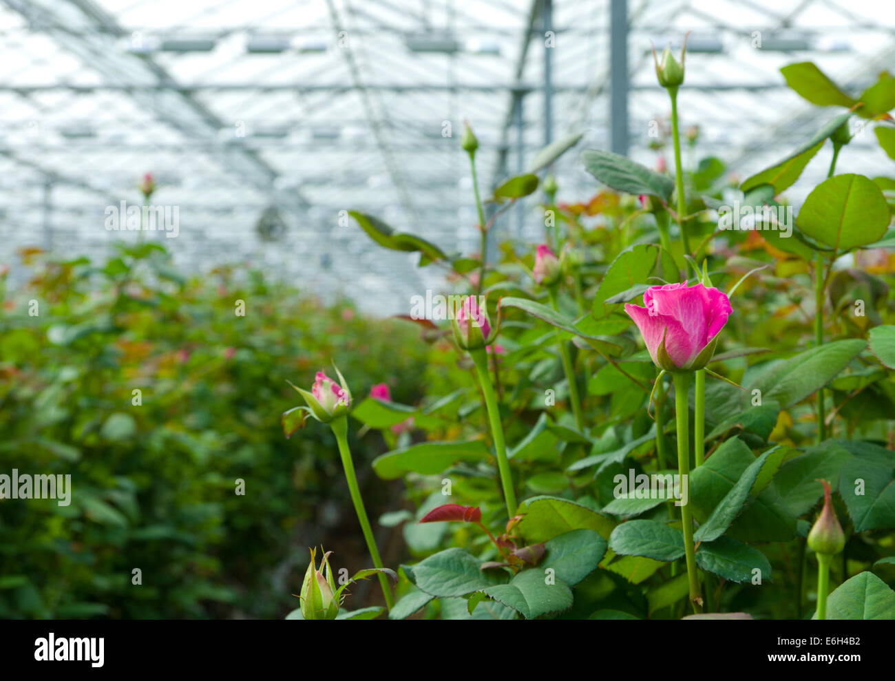 The cultivation of roses hi-res stock photography and images - Alamy