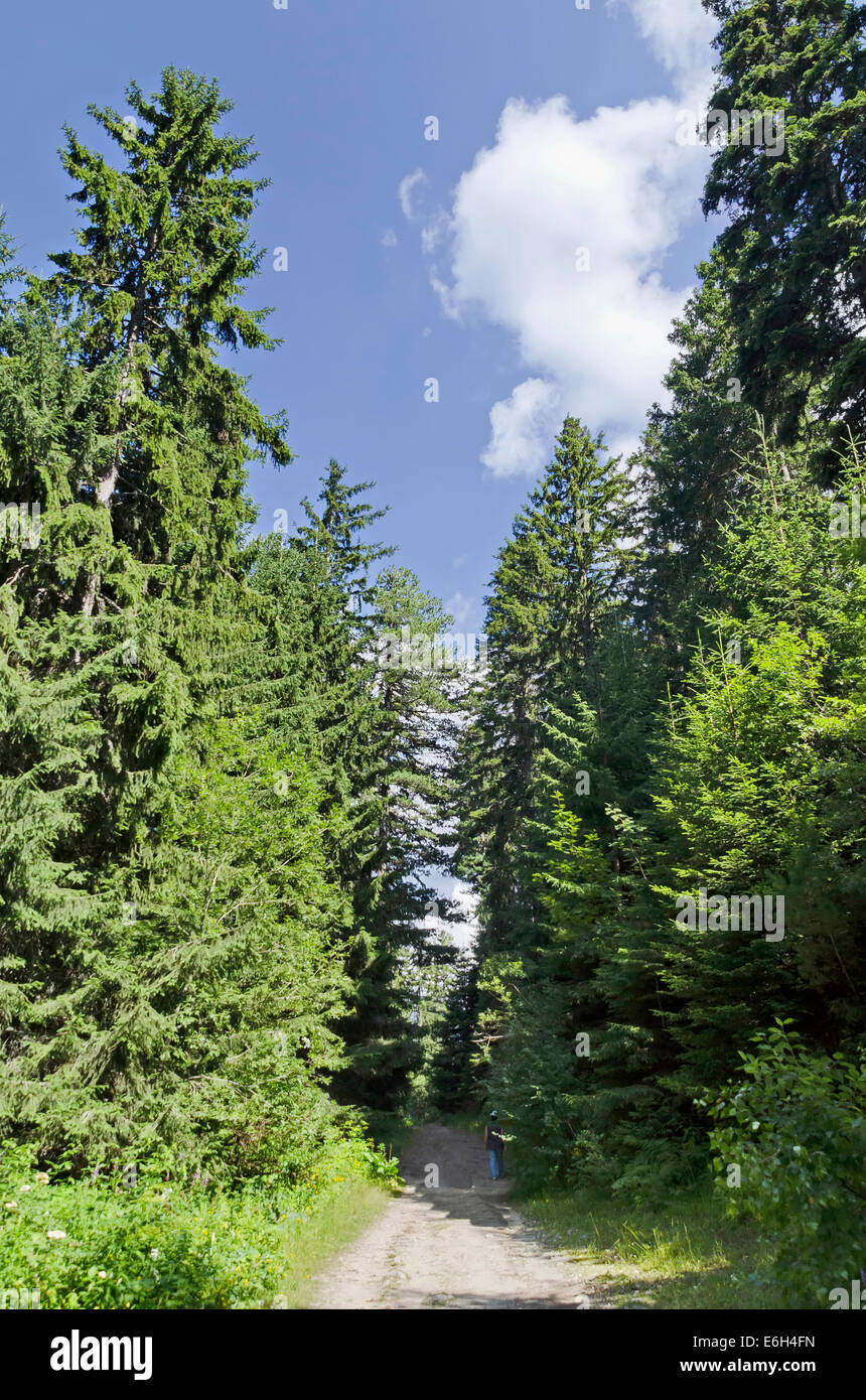 Way through green forest and high pine-tree in Rila mountain, Bulgaria ...