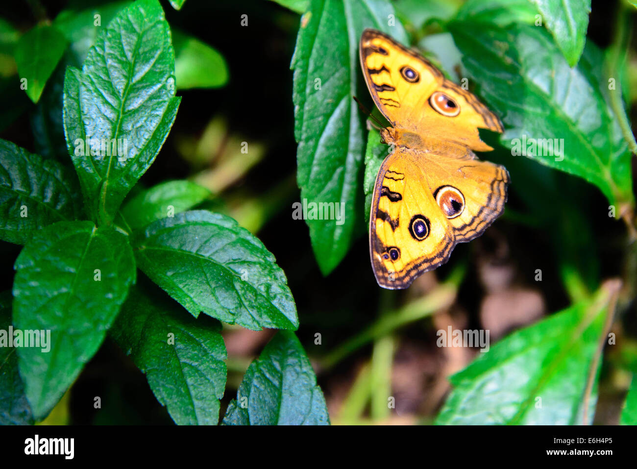 yellow spotted butterfly Stock Photo - Alamy