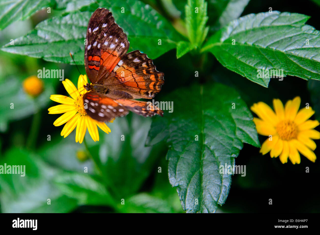 a Red Peacock, Amathea butterfly on a yellow flower Stock Photo - Alamy