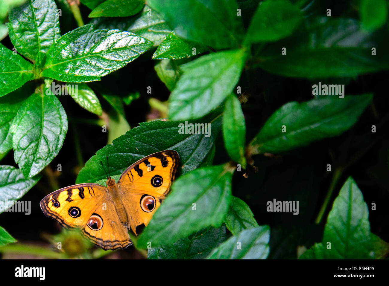 yellow spotted butterfly Stock Photo - Alamy