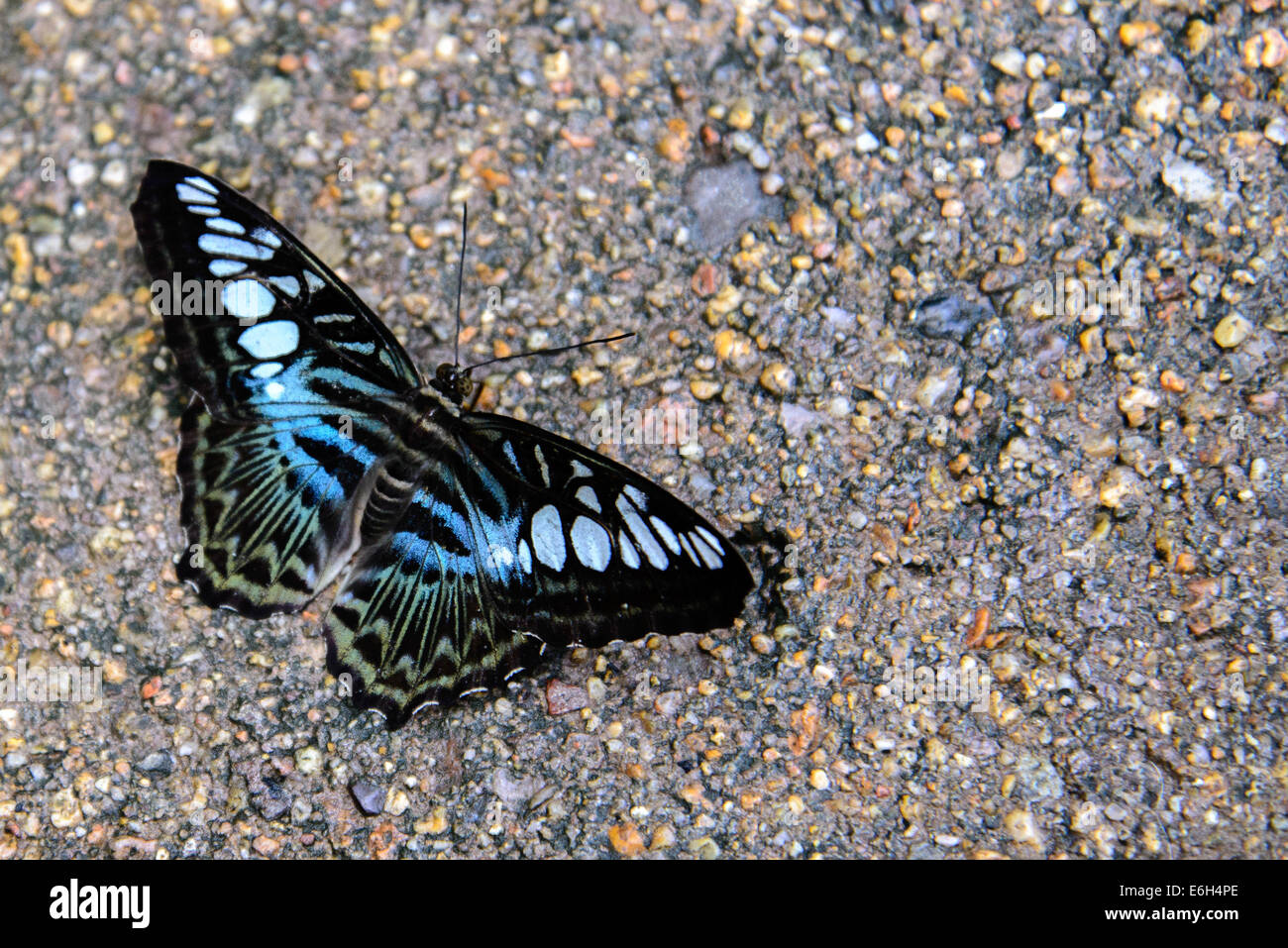 a blue and black Clipper butterfly Stock Photo - Alamy