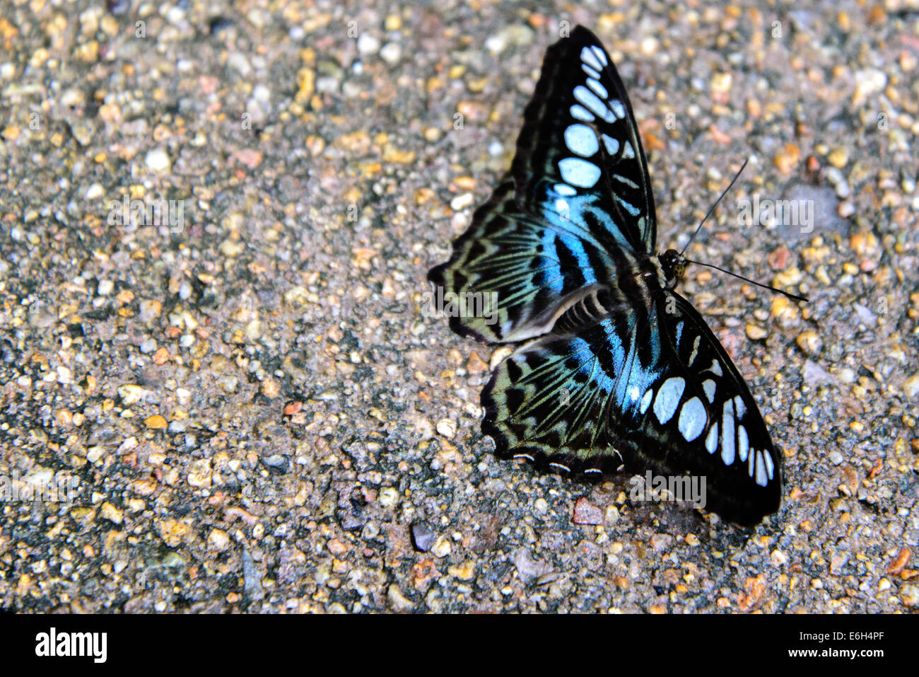 a blue and black Clipper butterfly Stock Photo - Alamy