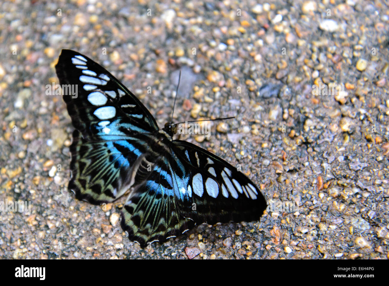 a blue and black Clipper butterfly Stock Photo - Alamy