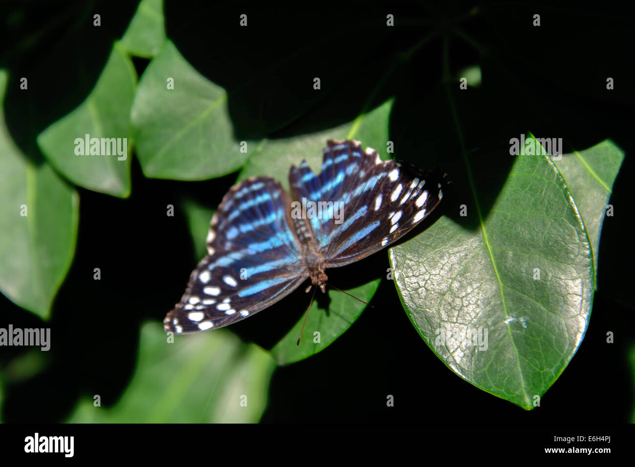 a Metallic Blue Wave butterfly on a leaf Stock Photo - Alamy