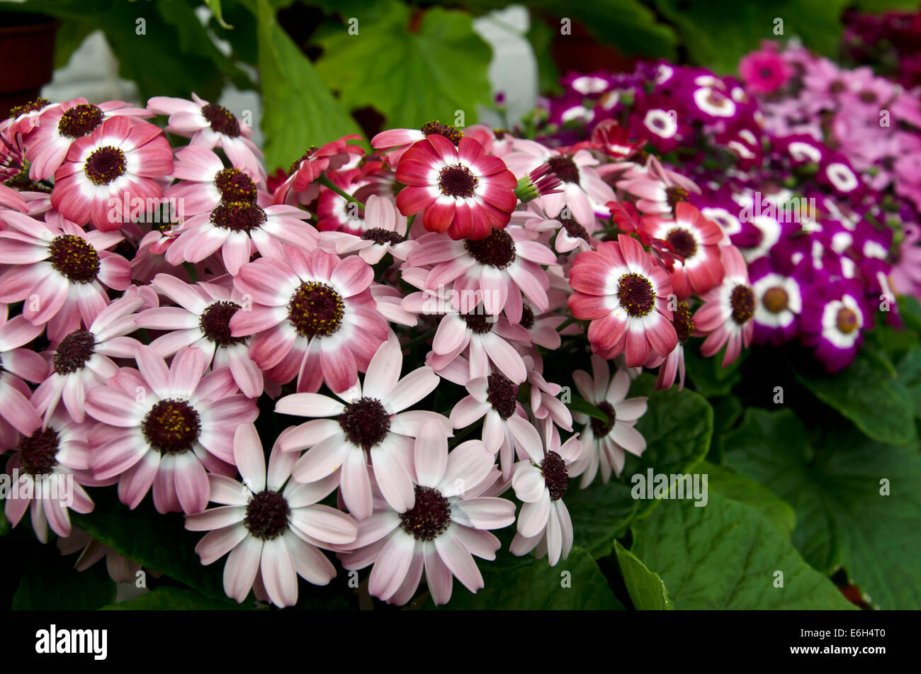 David welch garden hi-res stock photography and images - Alamy