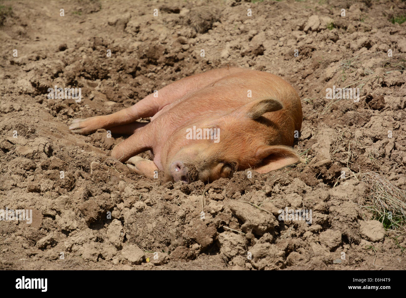 Lost pig hi-res stock photography and images - Alamy