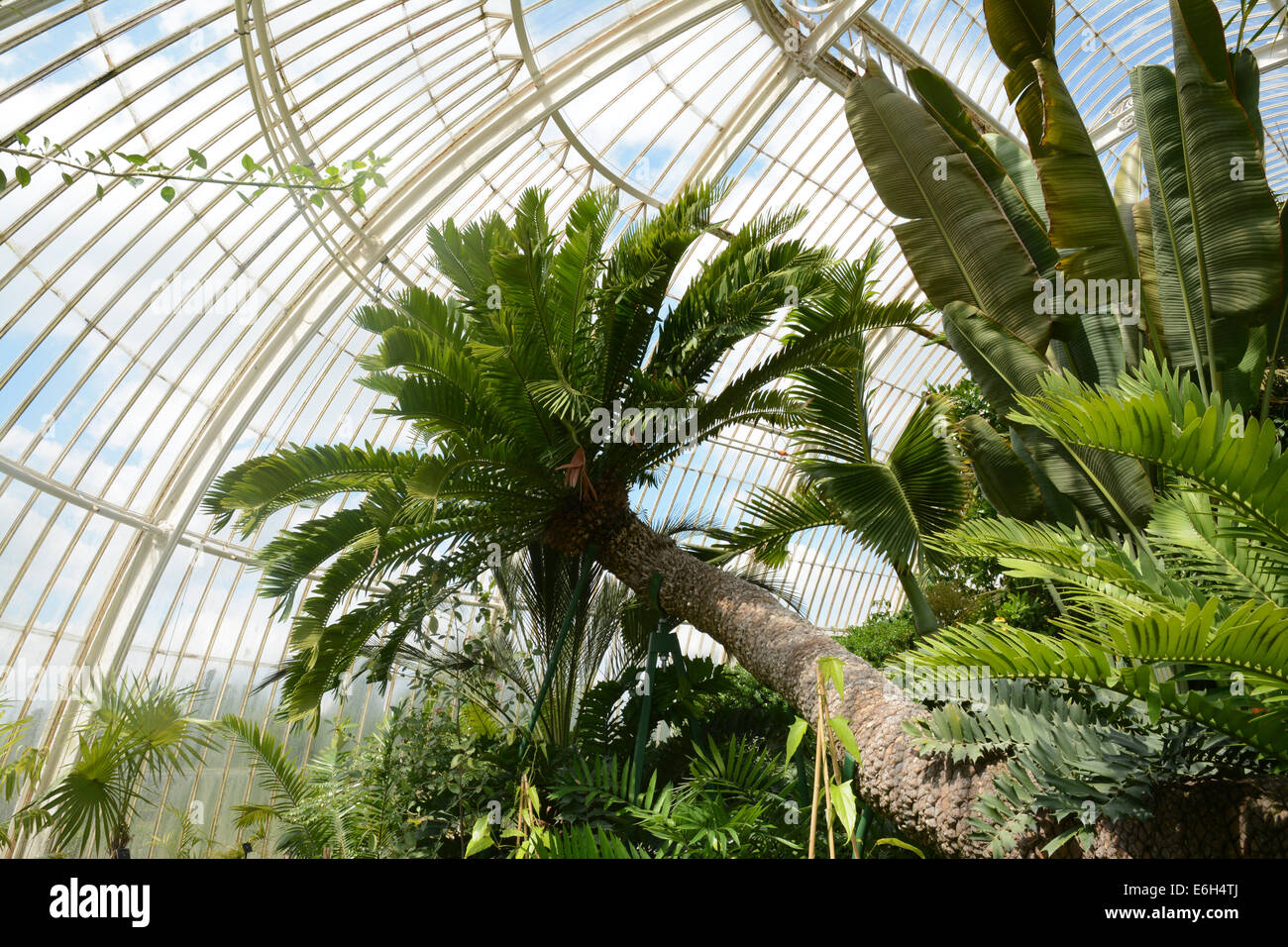 Tropical palm house at the royal botanic gardens hi-res stock ...
