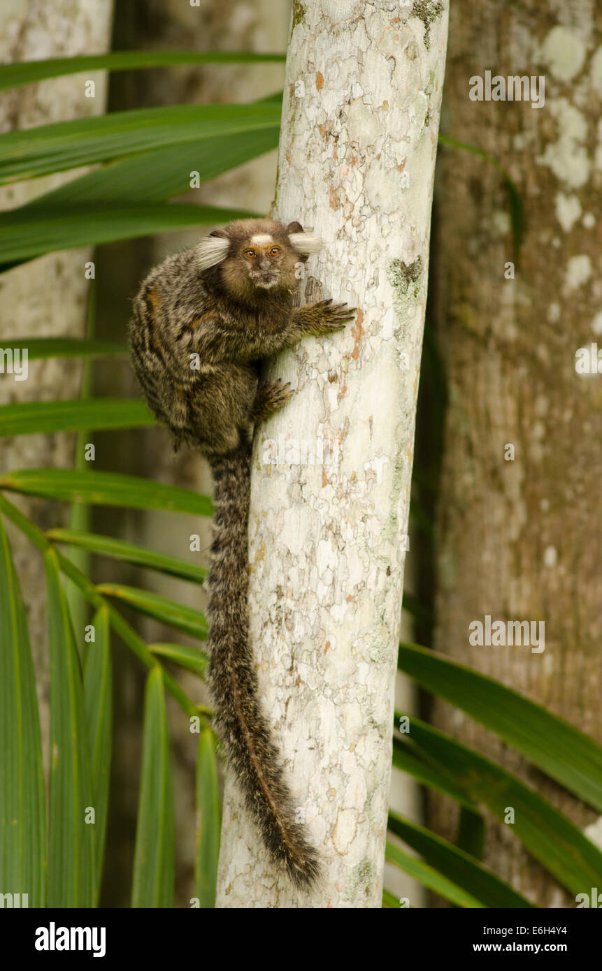 Common Marmoset Callithrix jacchus Stock Photo - Alamy