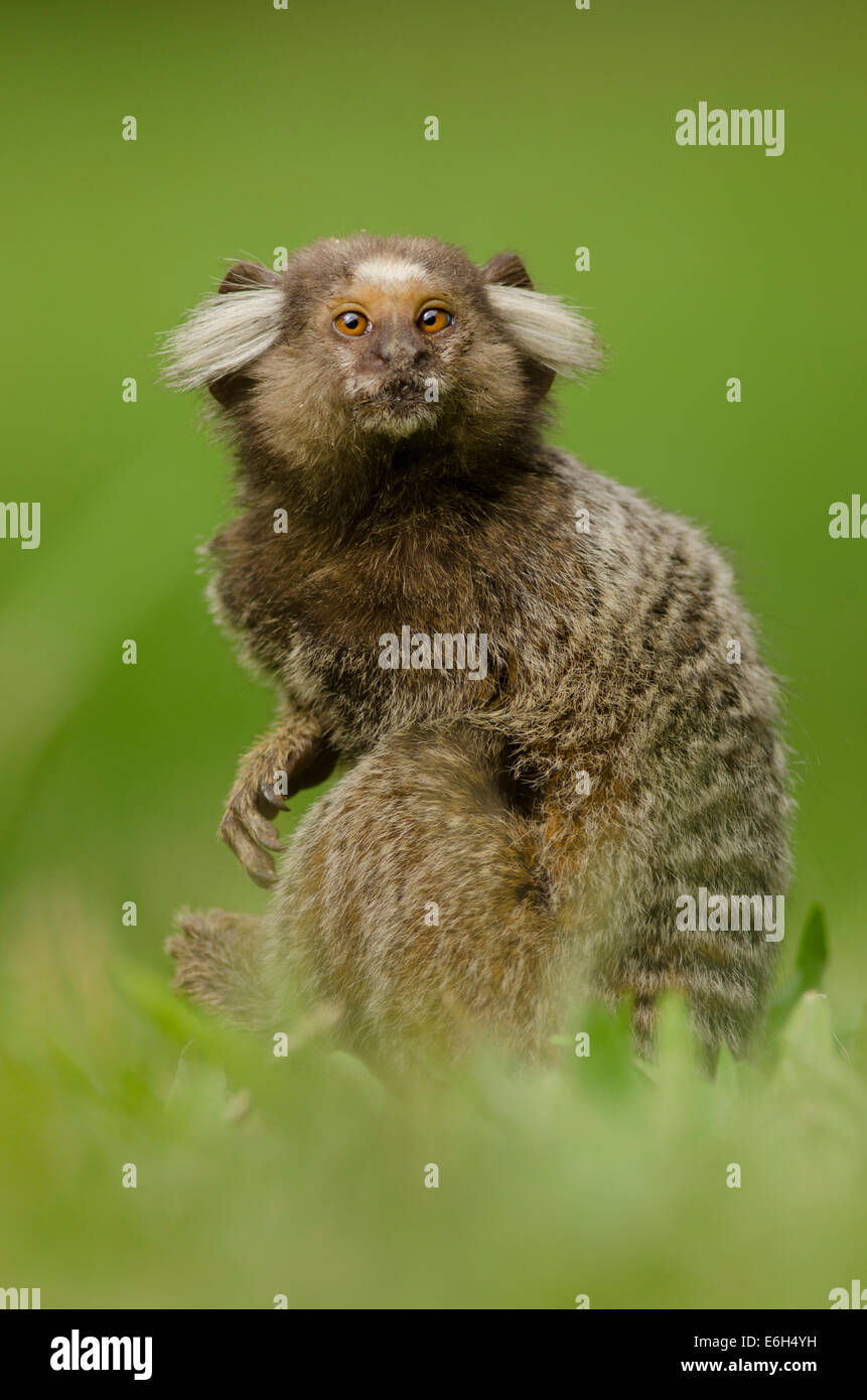 Marmoset hi-res stock photography and images - Alamy