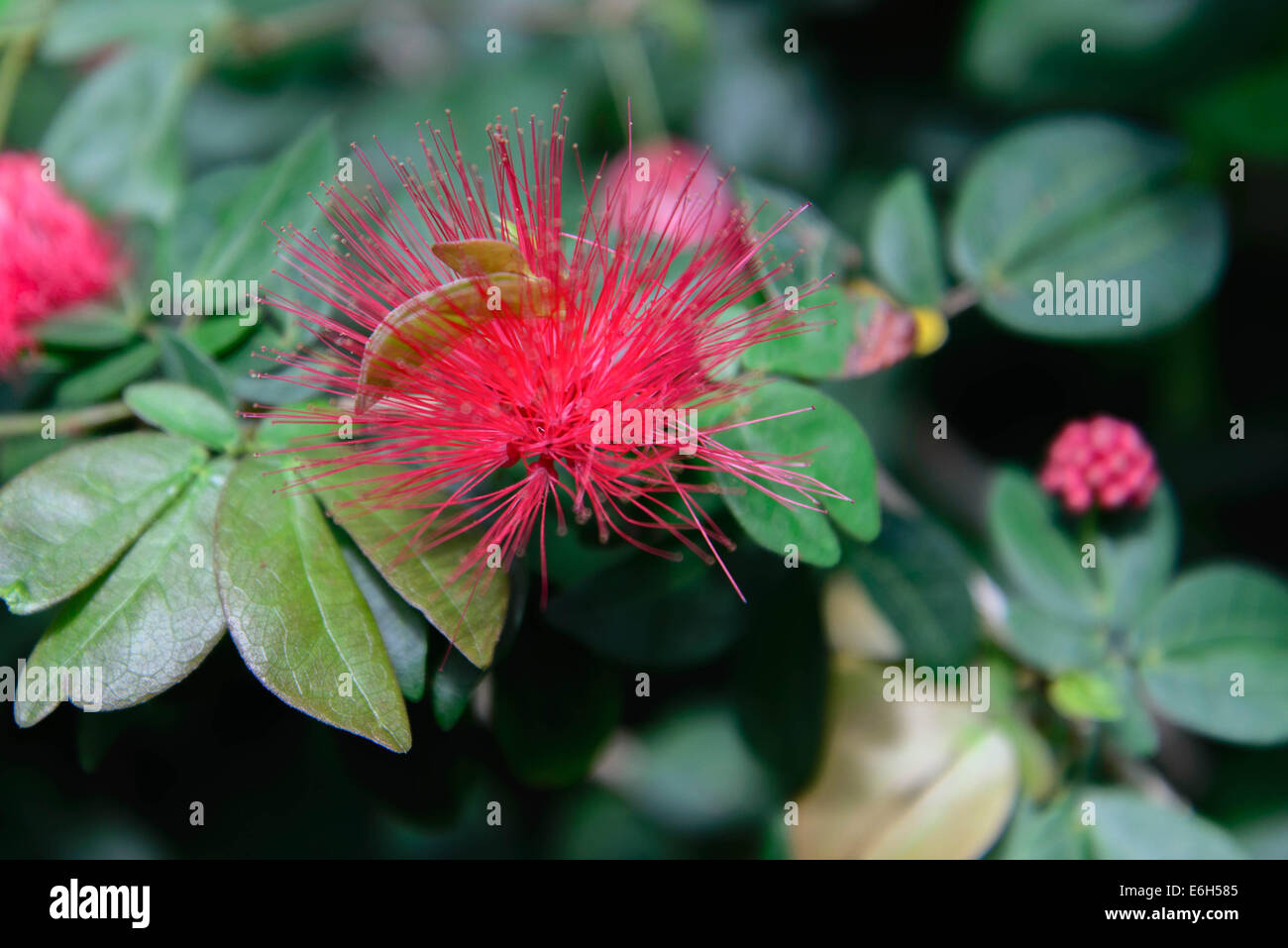 Red Powder Puff butterfly attracting plant Stock Photo - Alamy
