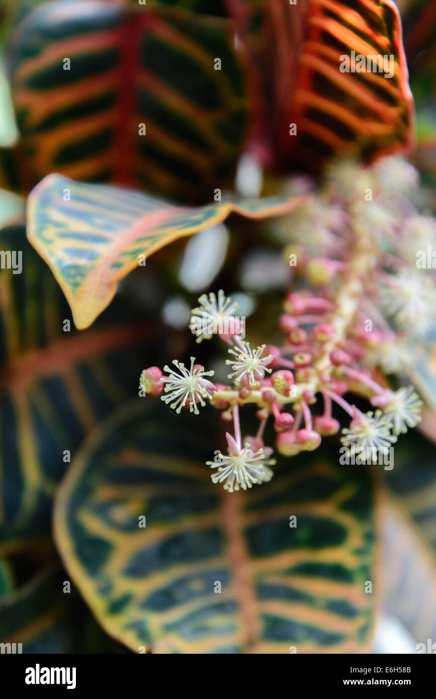 pink and white flowering Croton butterfly attracting plant Stock Photo ...