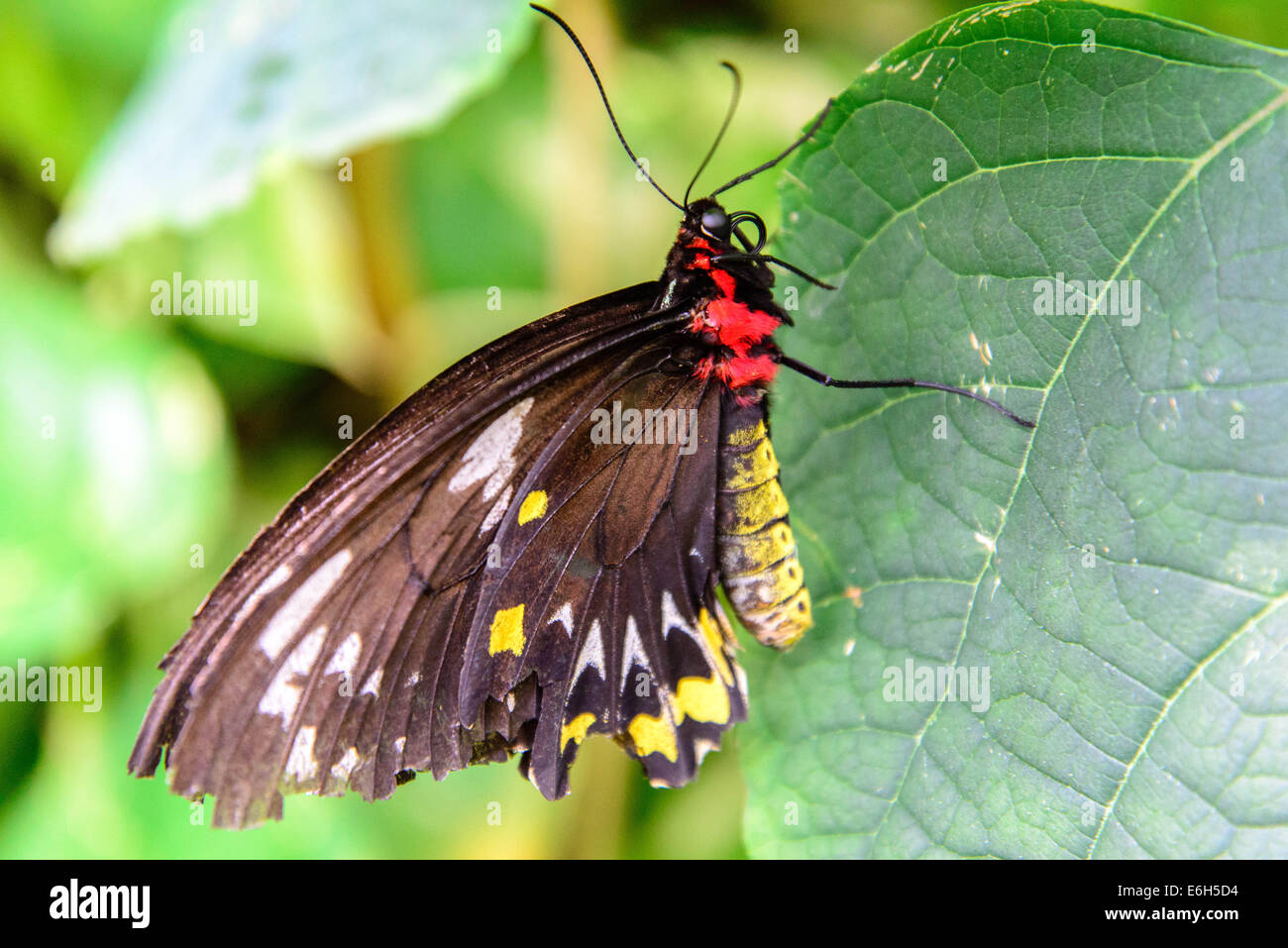 red and yellow bodied tattered butterfly Stock Photo - Alamy