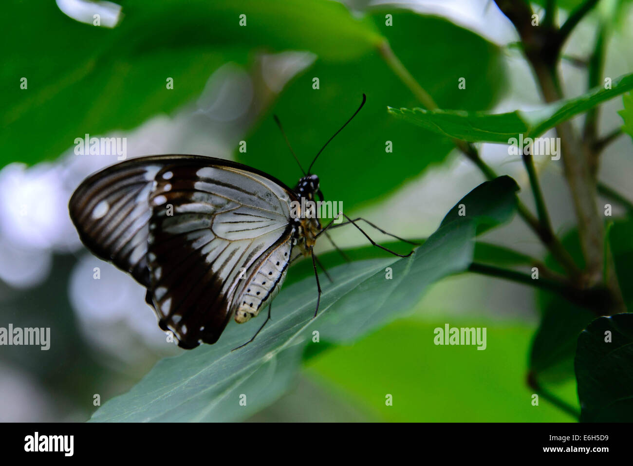 brown and white swallowtail butterfly on a plant Stock Photo - Alamy