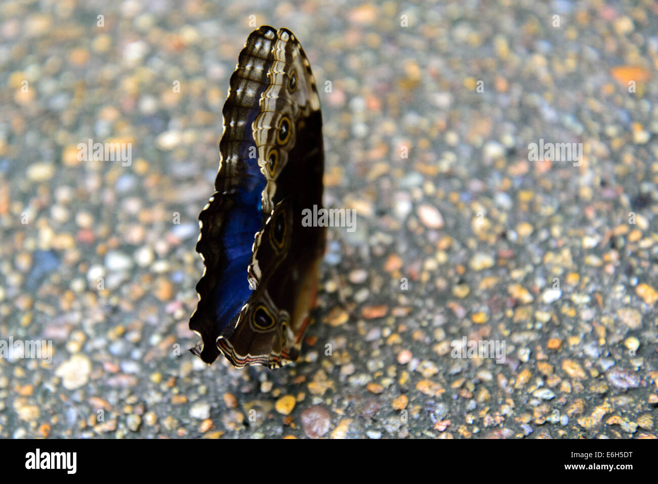 blue Common Morpho butterfly resting on a leaf Stock Photo - Alamy