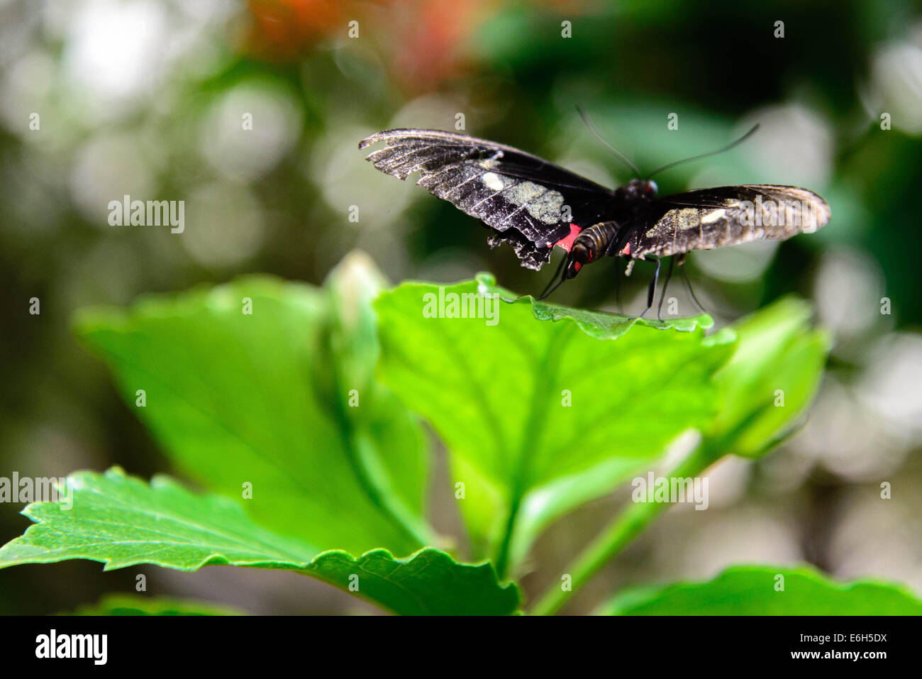 a red and black Common Postman butterfly in nature Stock Photo - Alamy