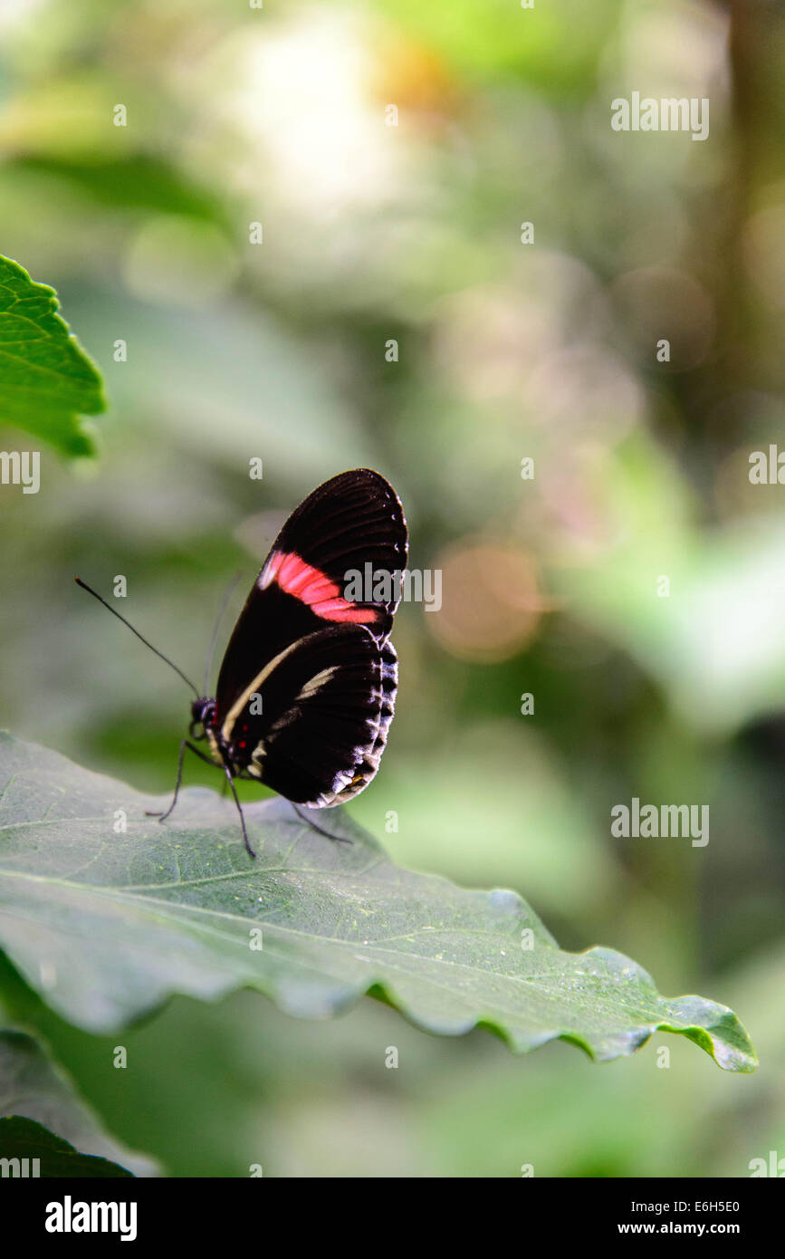 a red and black Common Postman butterfly in nature Stock Photo - Alamy