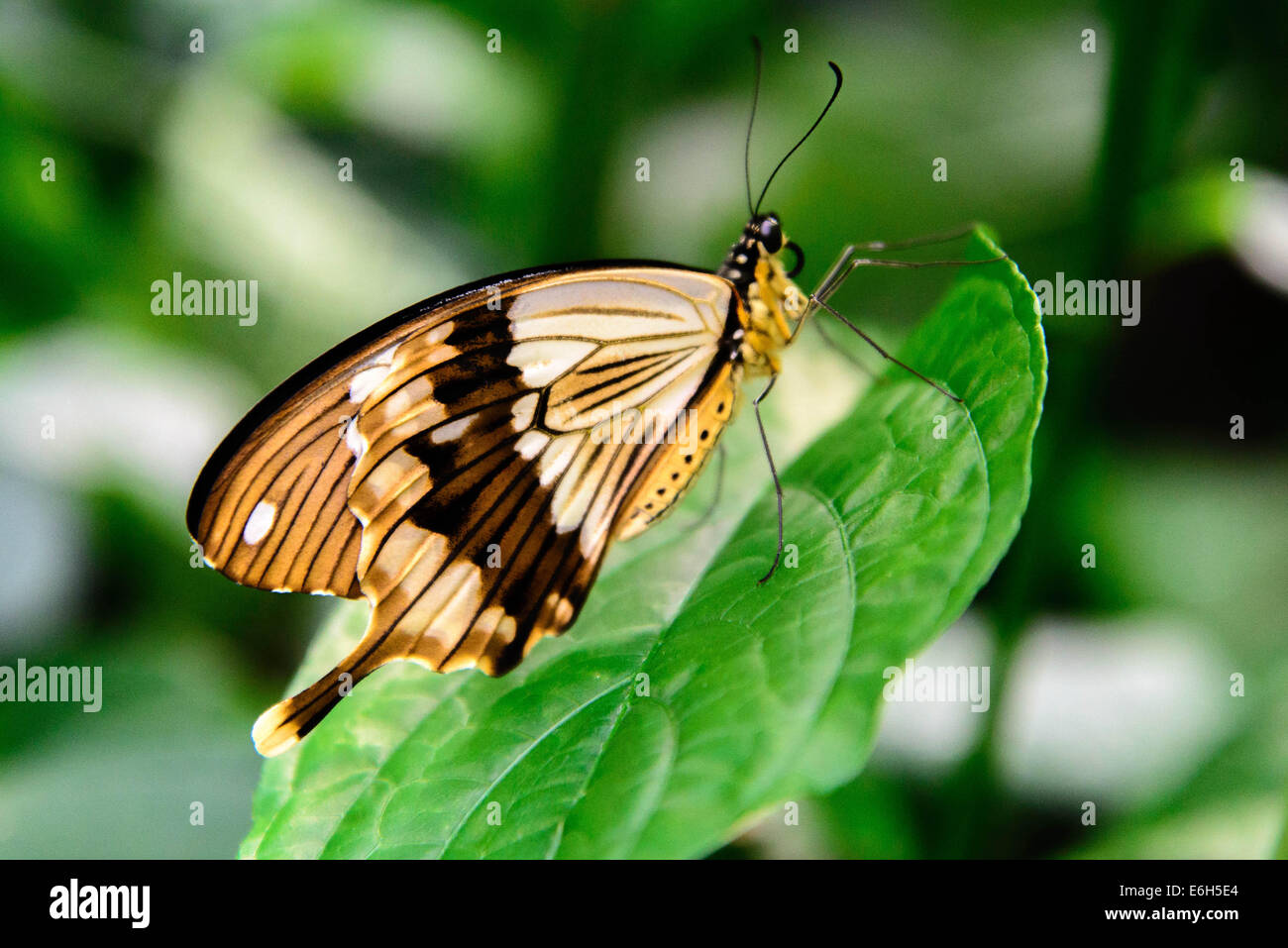brown and white swallowtail butterfly on a plant Stock Photo - Alamy