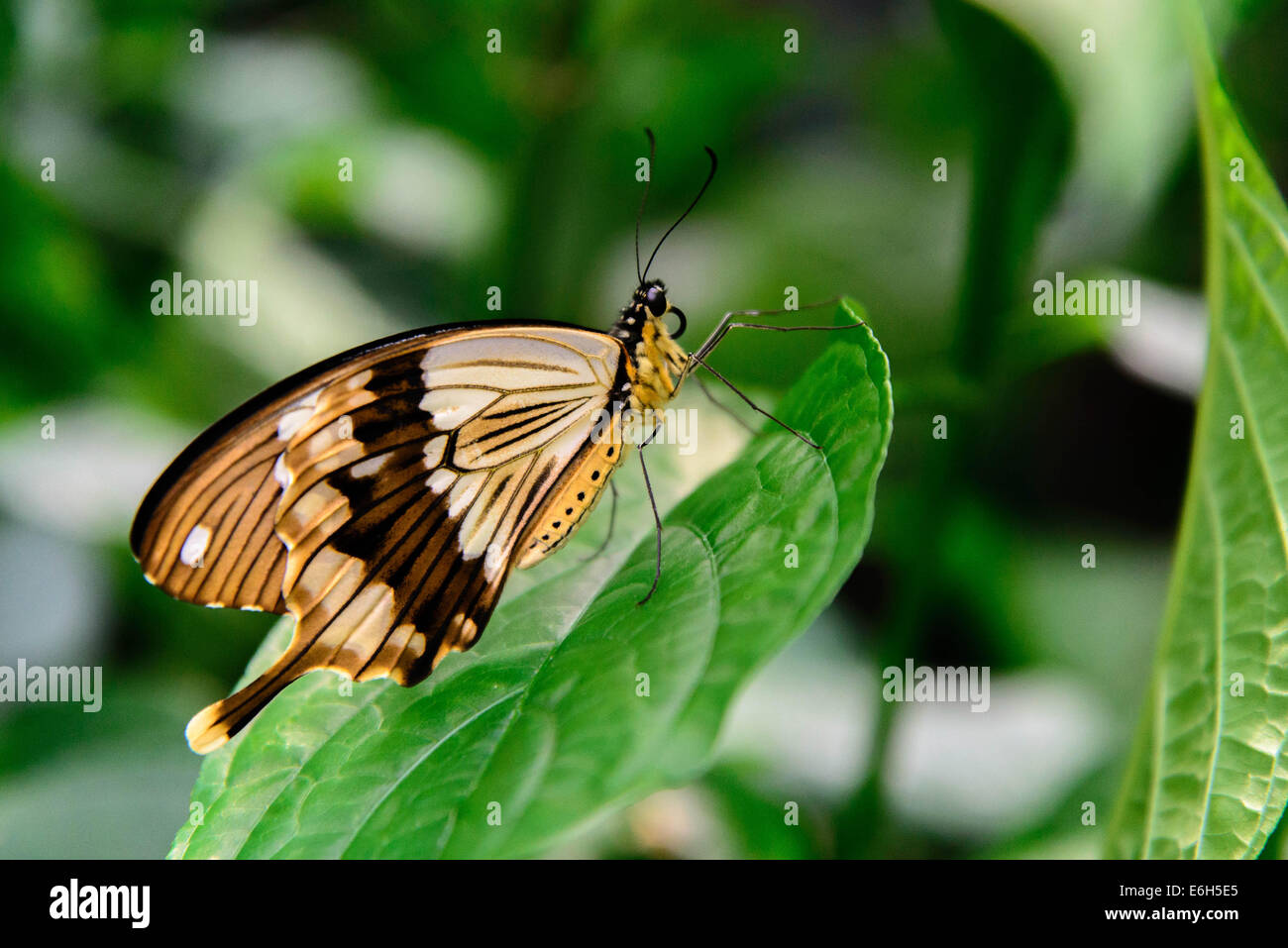 brown and white swallowtail butterfly on a plant Stock Photo - Alamy