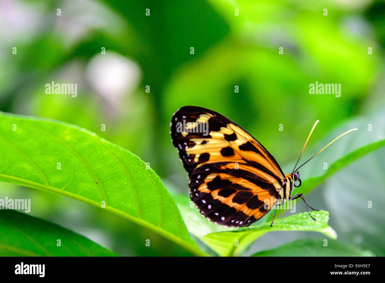 Glassywing butterfly hi-res stock photography and images - Alamy