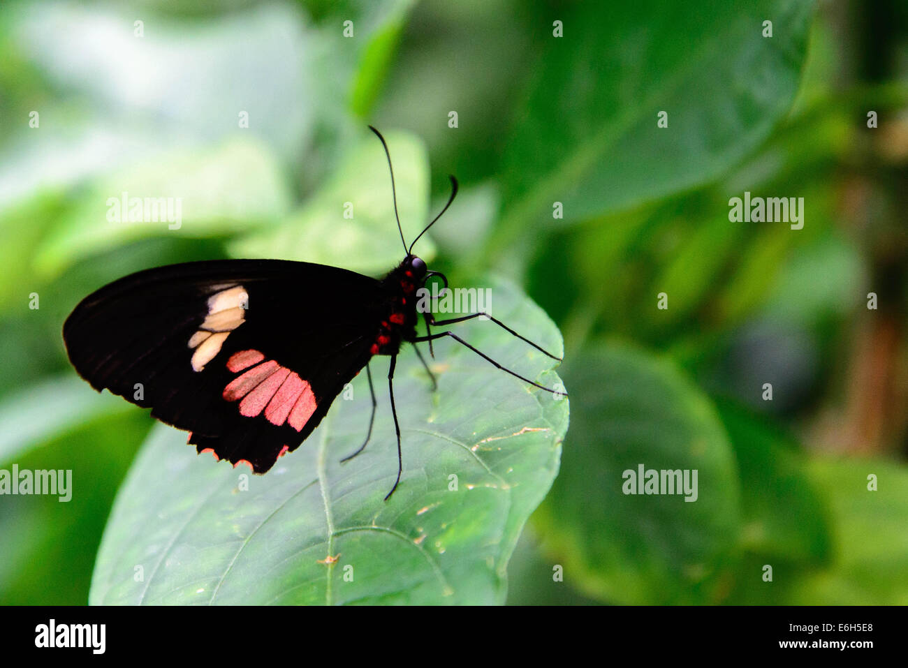 a red and black Common Postman butterfly in nature Stock Photo - Alamy