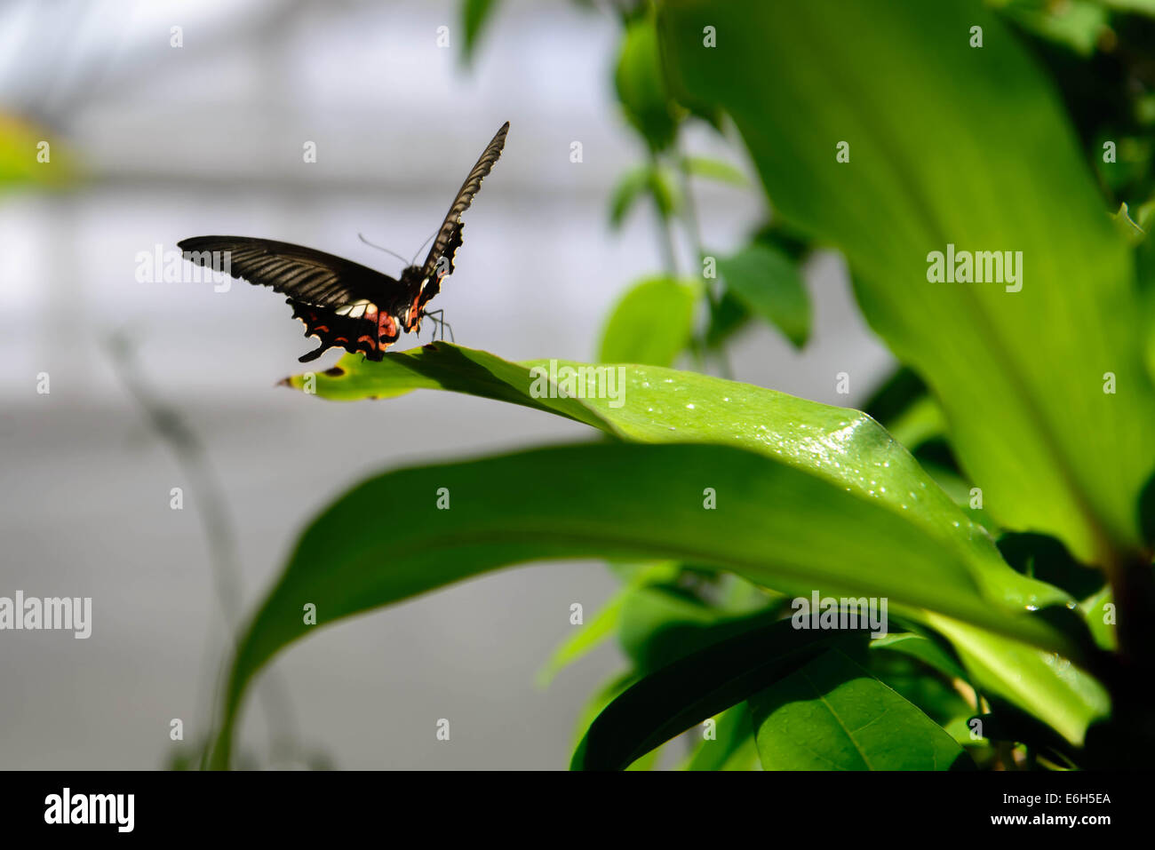 a red and black Common Postman butterfly in nature Stock Photo - Alamy