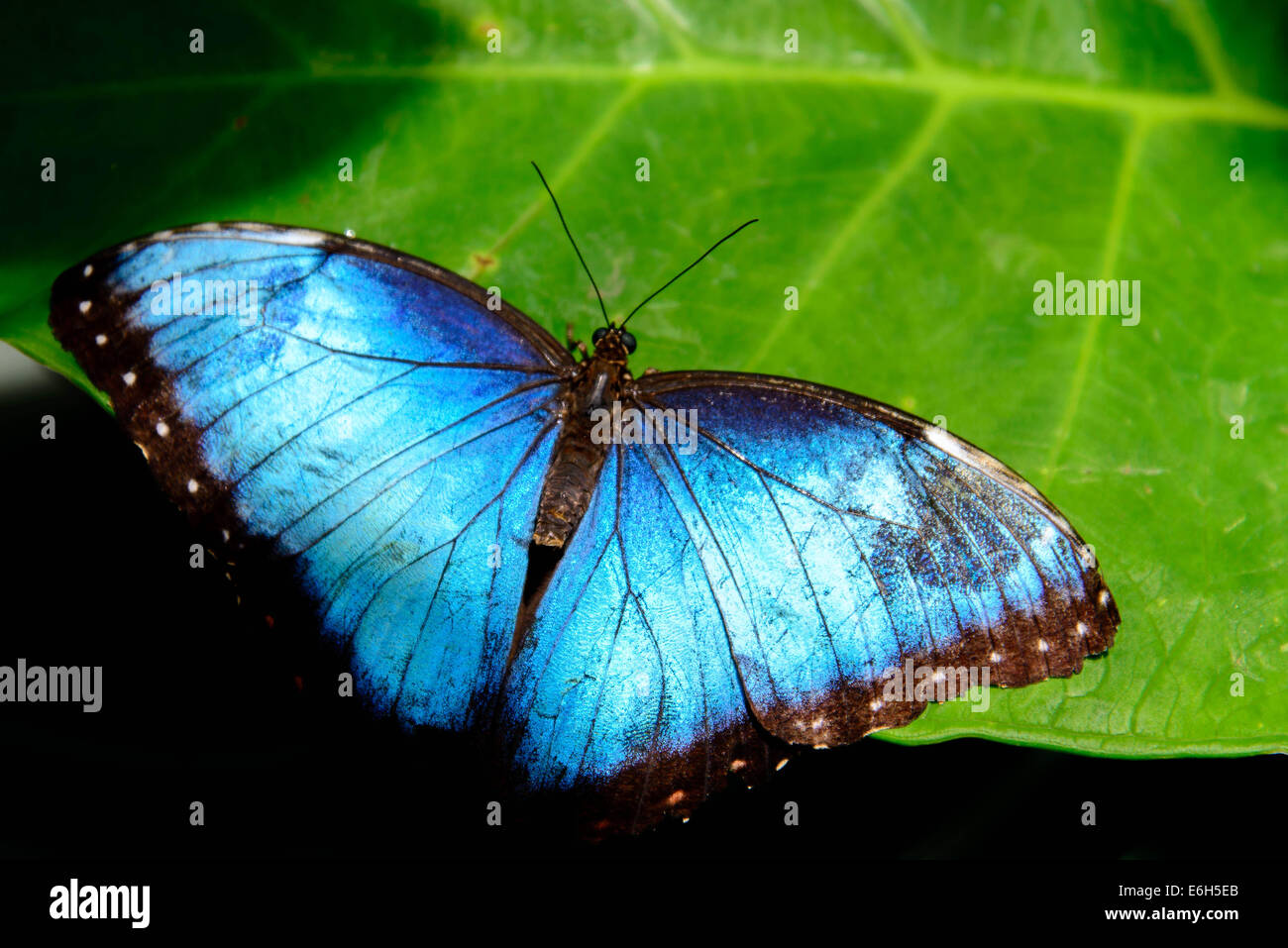 blue Common Morpho butterfly resting on a leaf Stock Photo - Alamy