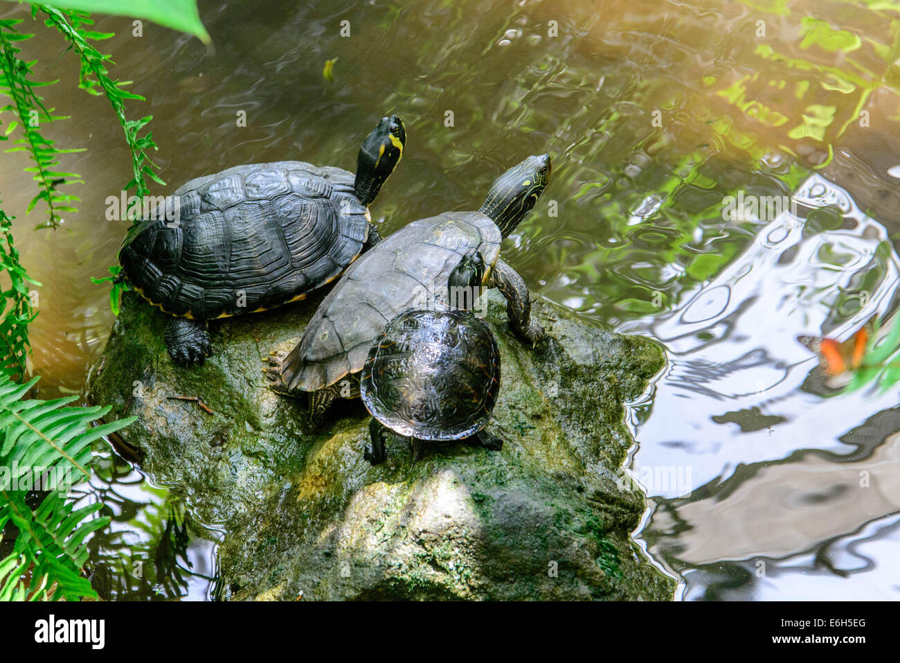 water turtles on a rock in a tropical setting Stock Photo - Alamy