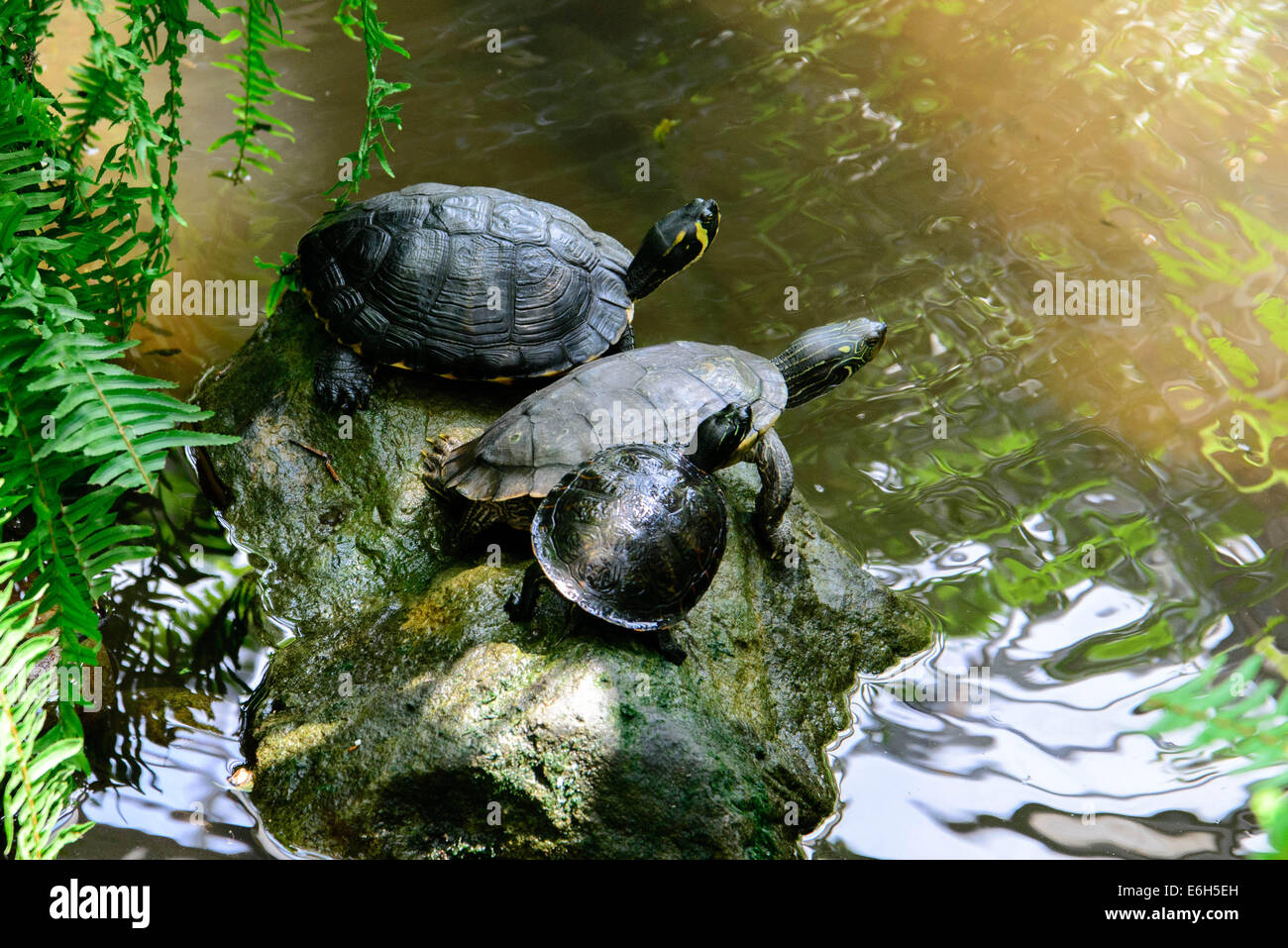water turtles on a rock in a tropical setting Stock Photo - Alamy