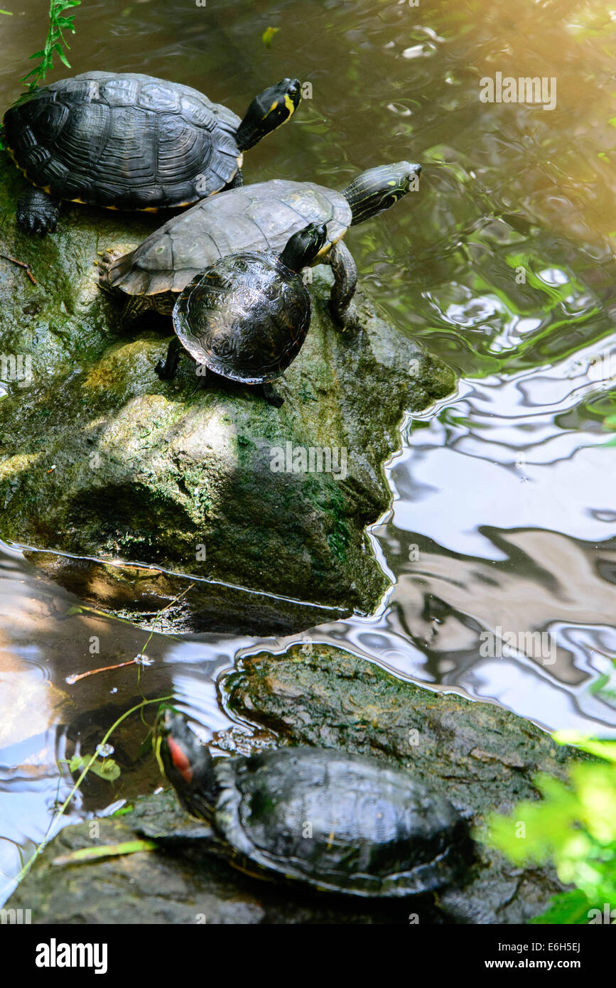 water turtles on a rock in a tropical setting Stock Photo - Alamy