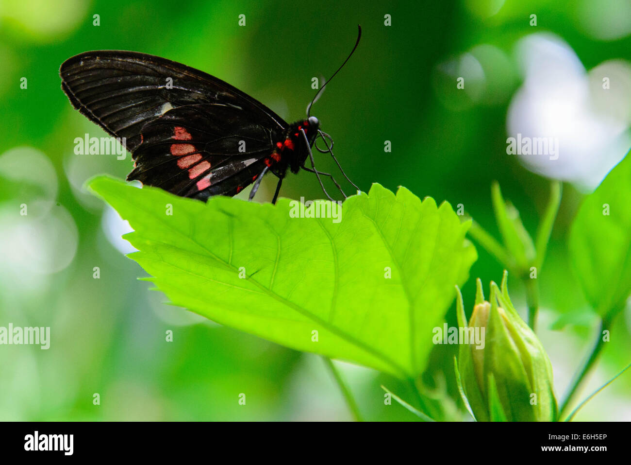 a red and black Common Postman butterfly in nature Stock Photo - Alamy