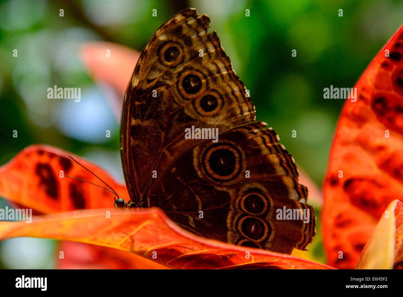blue Common Morpho butterfly resting on a leaf Stock Photo - Alamy