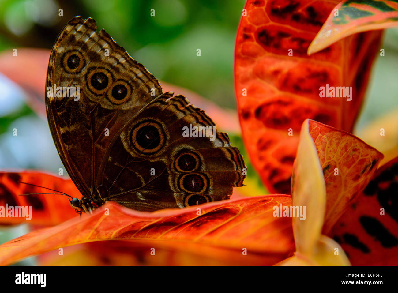 blue Common Morpho butterfly resting on a leaf Stock Photo - Alamy