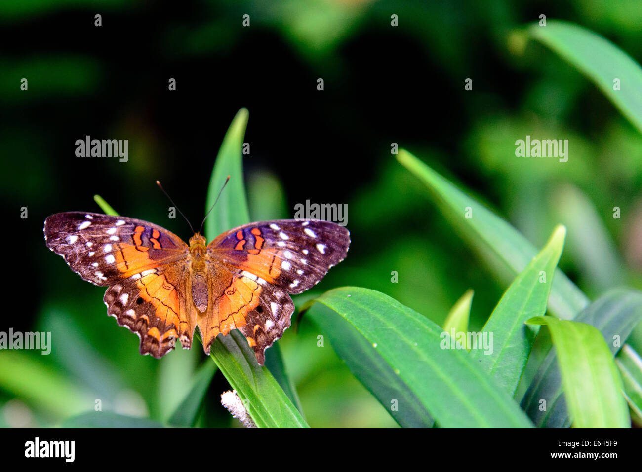 a Red Peacock, Amathea butterfly on a leaf Stock Photo - Alamy