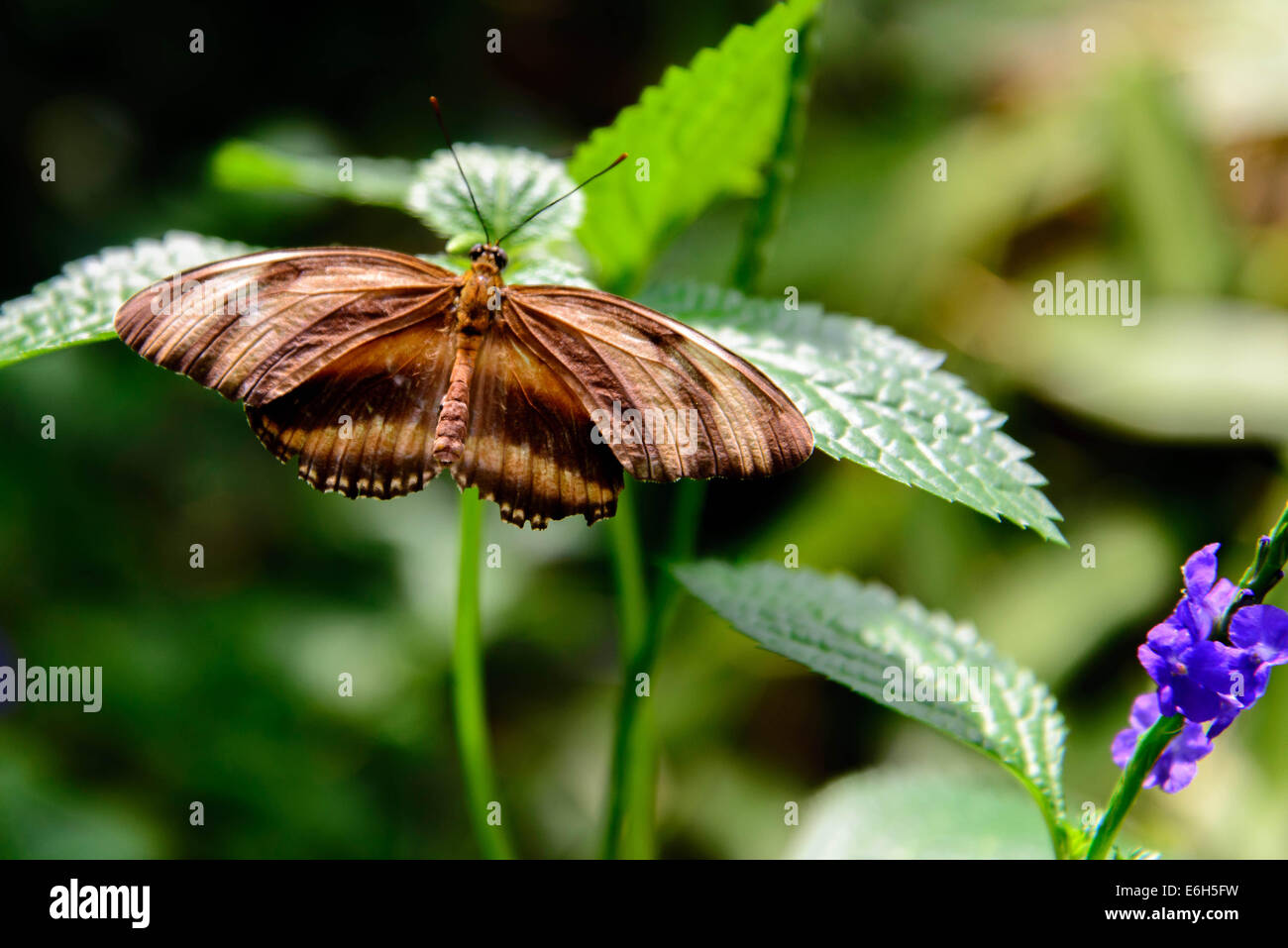 a Banded Orange butterfly in a field of purple flowers Stock Photo - Alamy