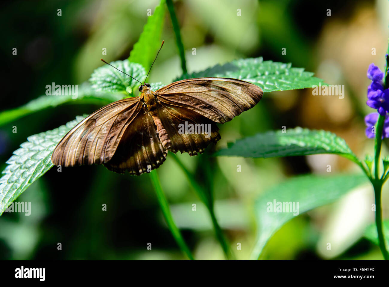 a Banded Orange butterfly in a field of purple flowers Stock Photo - Alamy