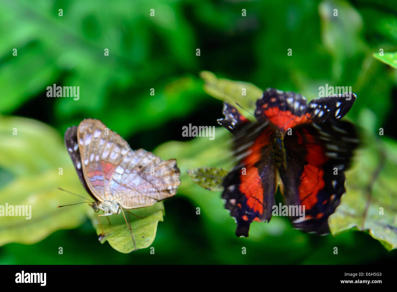 Amathea butterflies on a leaf hi-res stock photography and images - Alamy