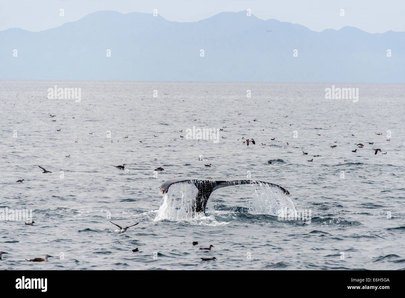 Humpback whale tail birds hi-res stock photography and images - Alamy